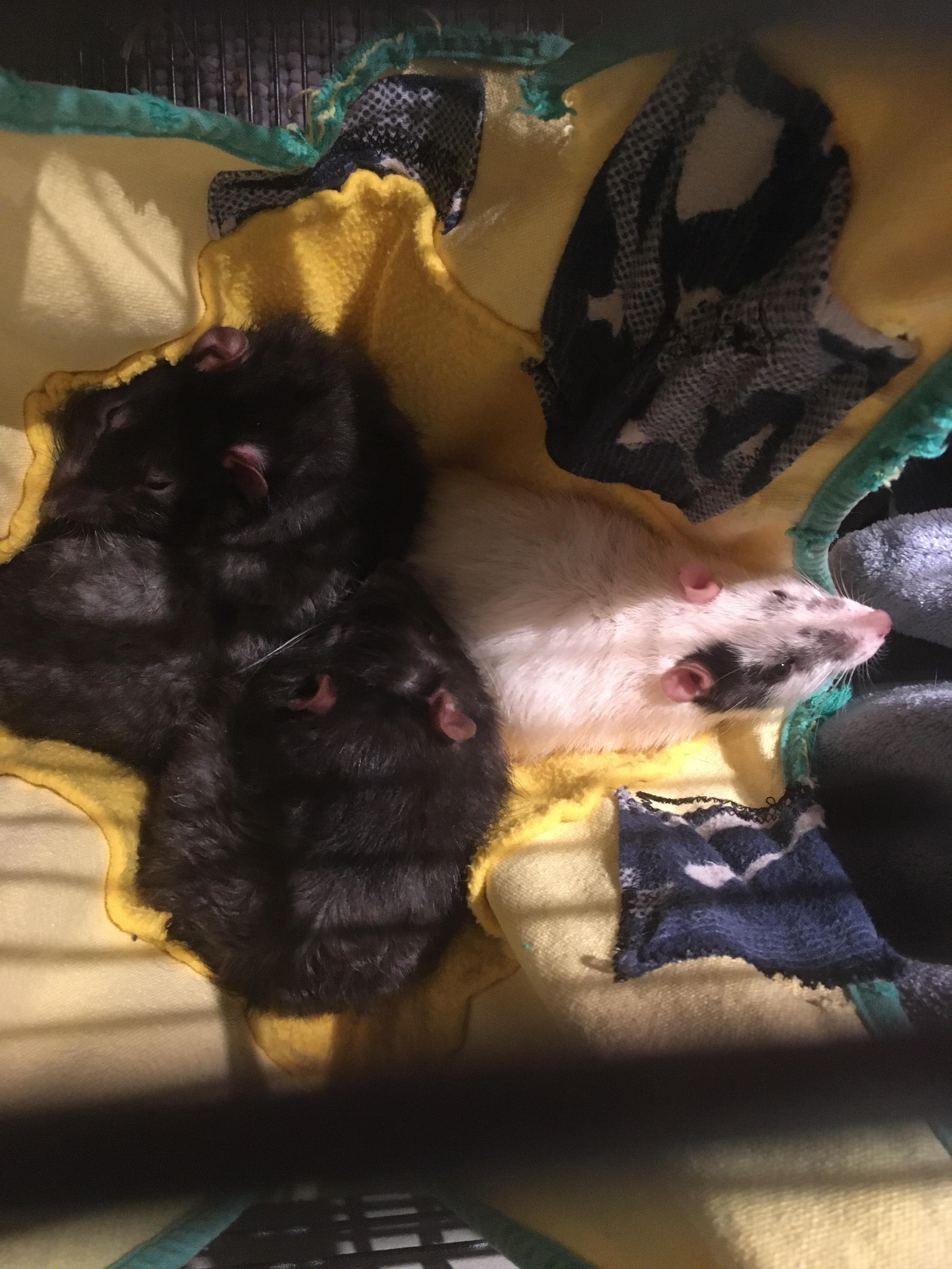 How do you guys take such good photos? My bois always look like a pile of baked potatoes | Scrolller