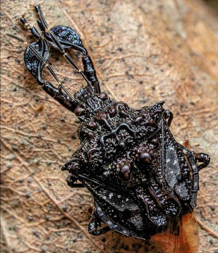 How interestingis this Teresstrial Turtle Bug (Bimodal wart stink bug) credit Dustin Rhoades ...