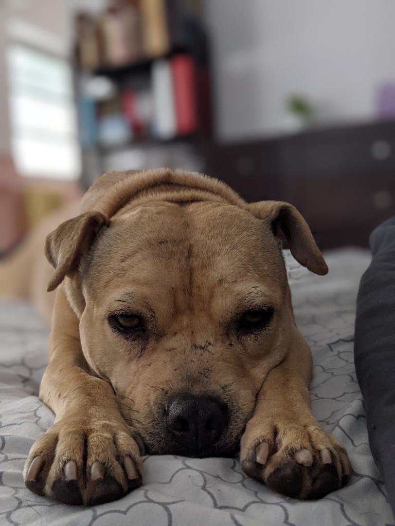 How my foster dog wakes us up | Scrolller