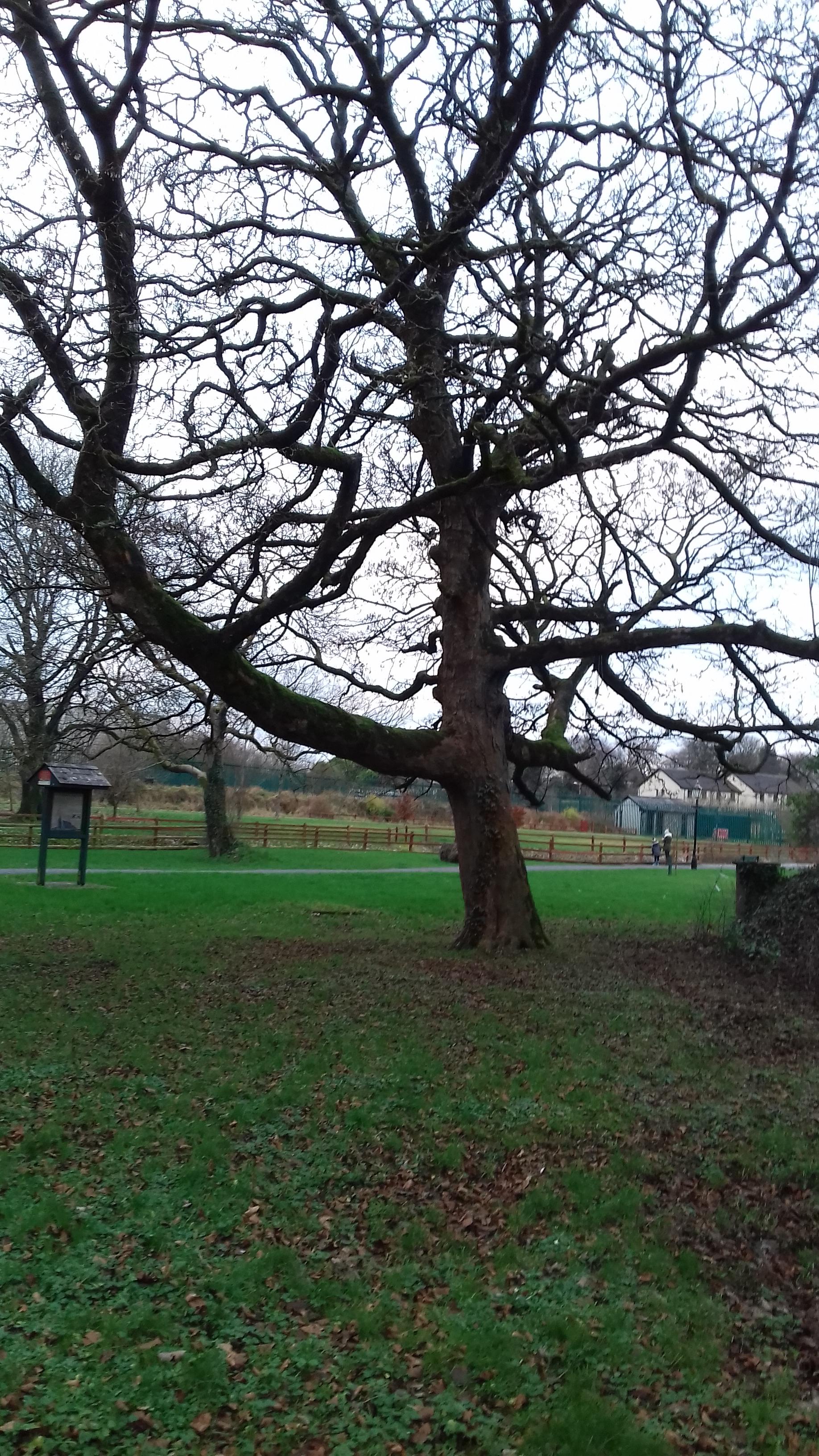How to go about climbing this tree? | Scrolller
