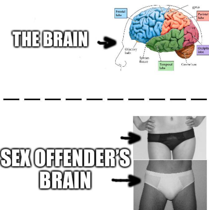 how to recognize different types of brains ( part 1 ) | Scrolller
