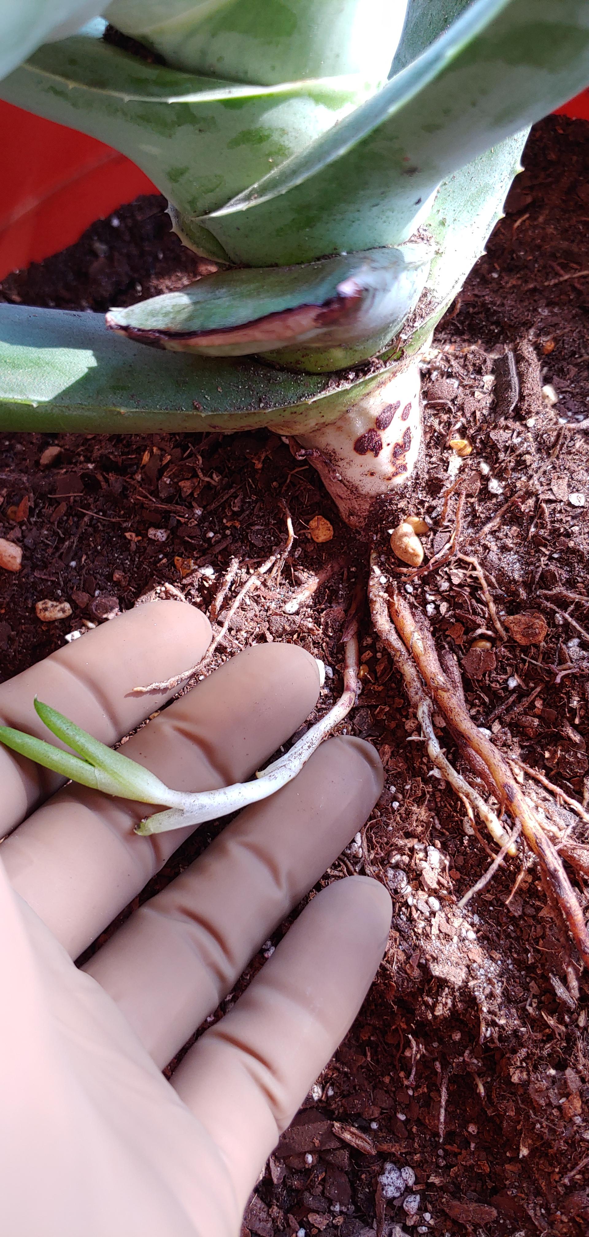 How to remove and repot this pup? | Scrolller