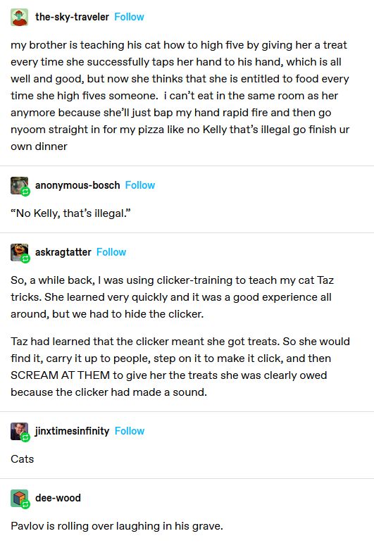 How to train your cat | Scrolller