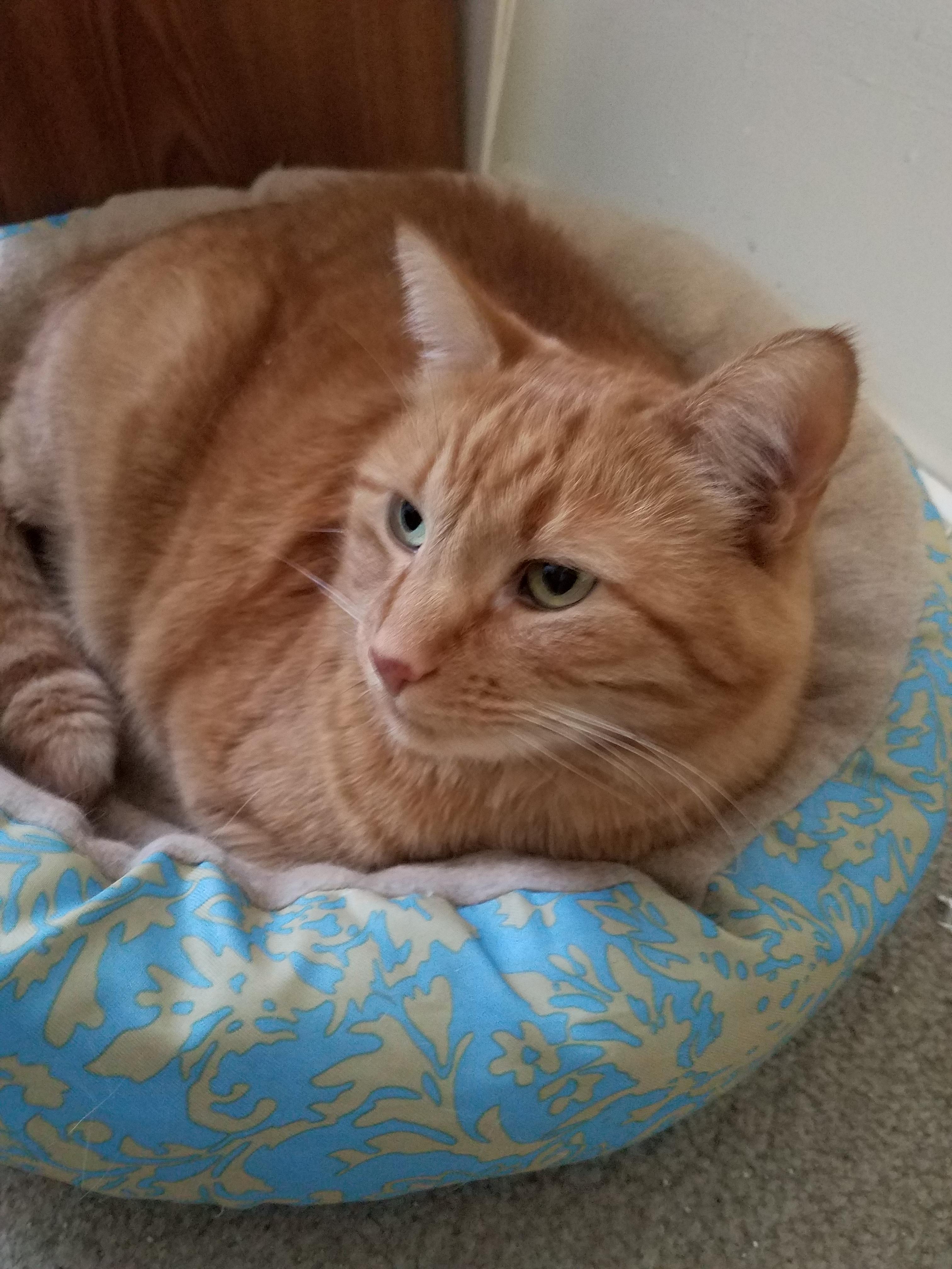 Howard's favorite bed. | Scrolller