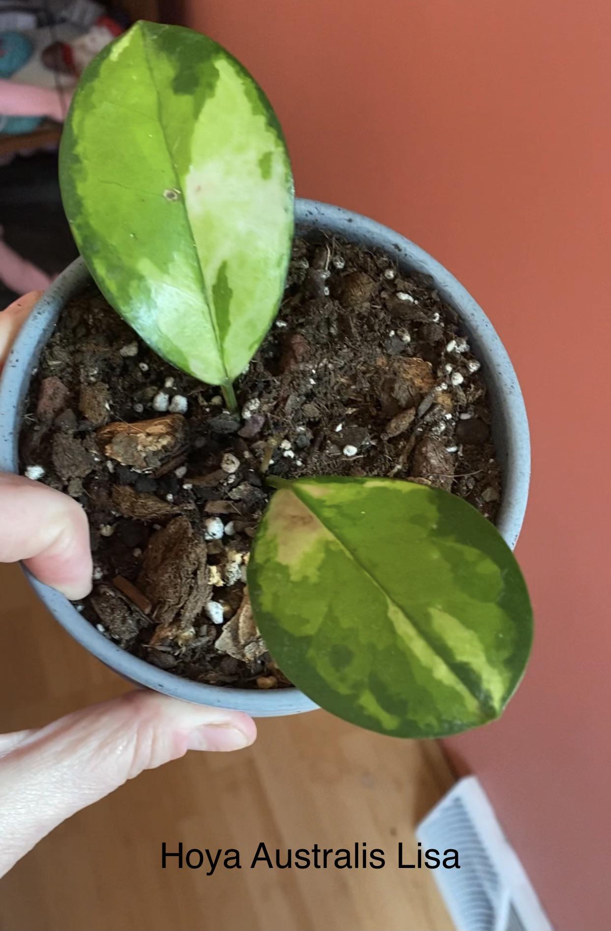 Hoya Australis Lisa, she’s so pretty | Scrolller
