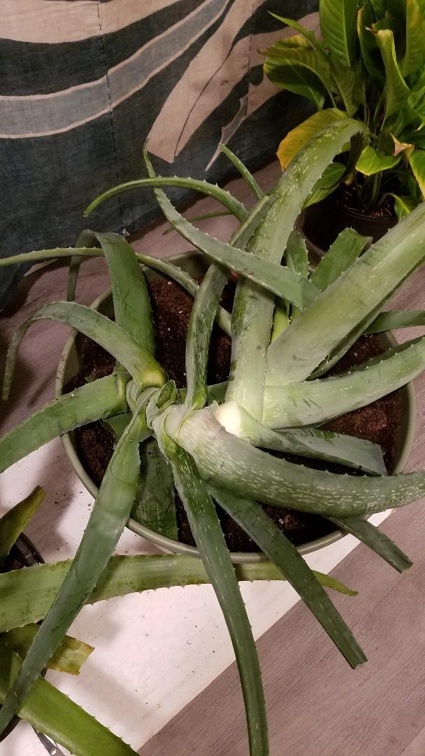 Huge Aloe Vera - How to make it thrive? | Scrolller