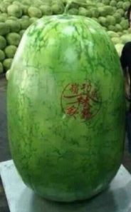 HUGE melon in front of lots of small melons | Scrolller