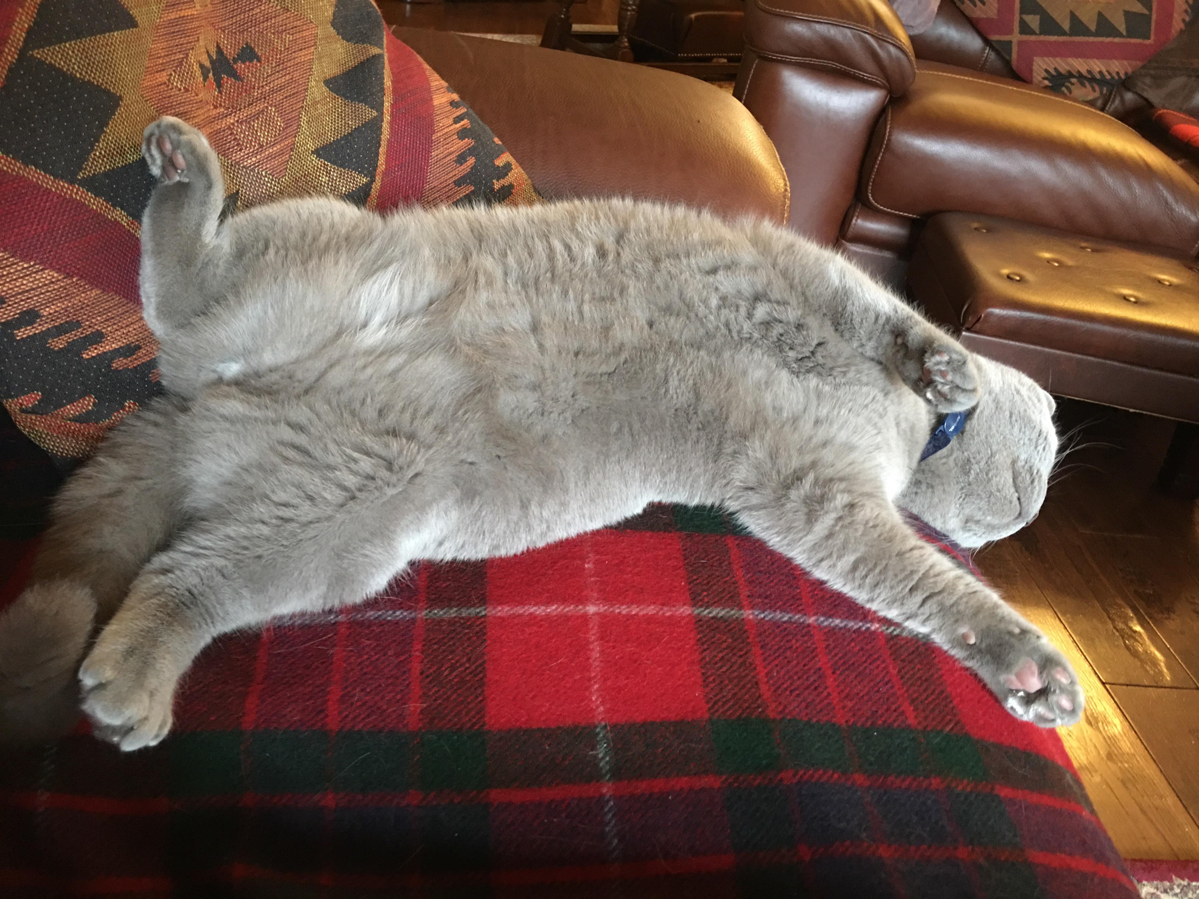 Hugo’s typical BSH pose called “dead cat” 😅 | Scrolller