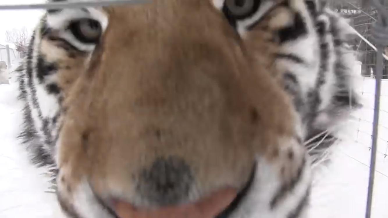 Human Scrolller 8088