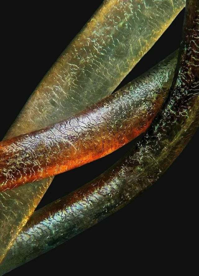 human hairs under electronic microscope | Scrolller