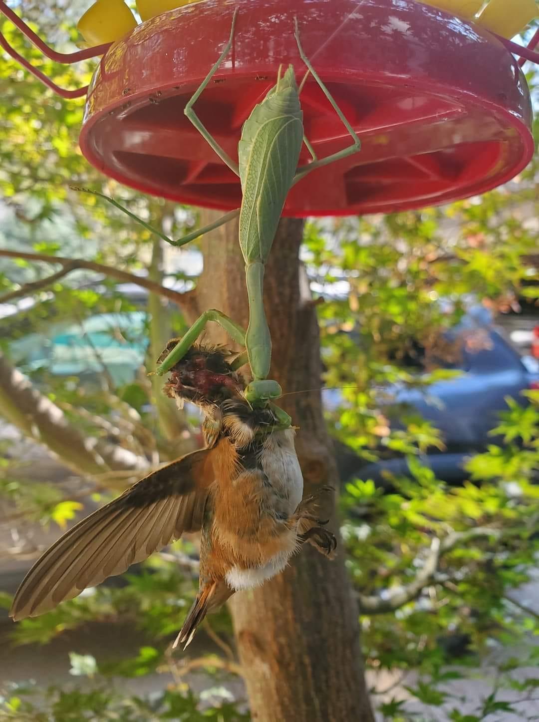 Hummingbird gets nabbed by preying mantis. FB friend posted this. | Scrolller
