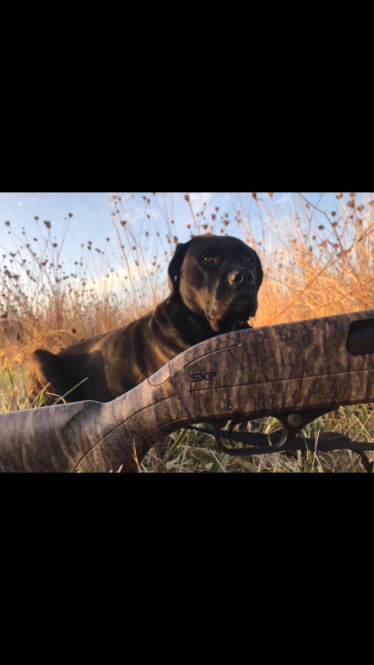 Hunting dawg | Scrolller