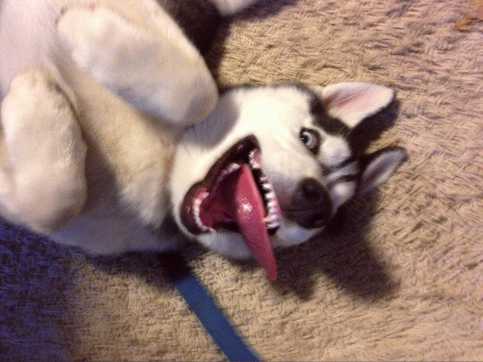 husky silly face | Scrolller