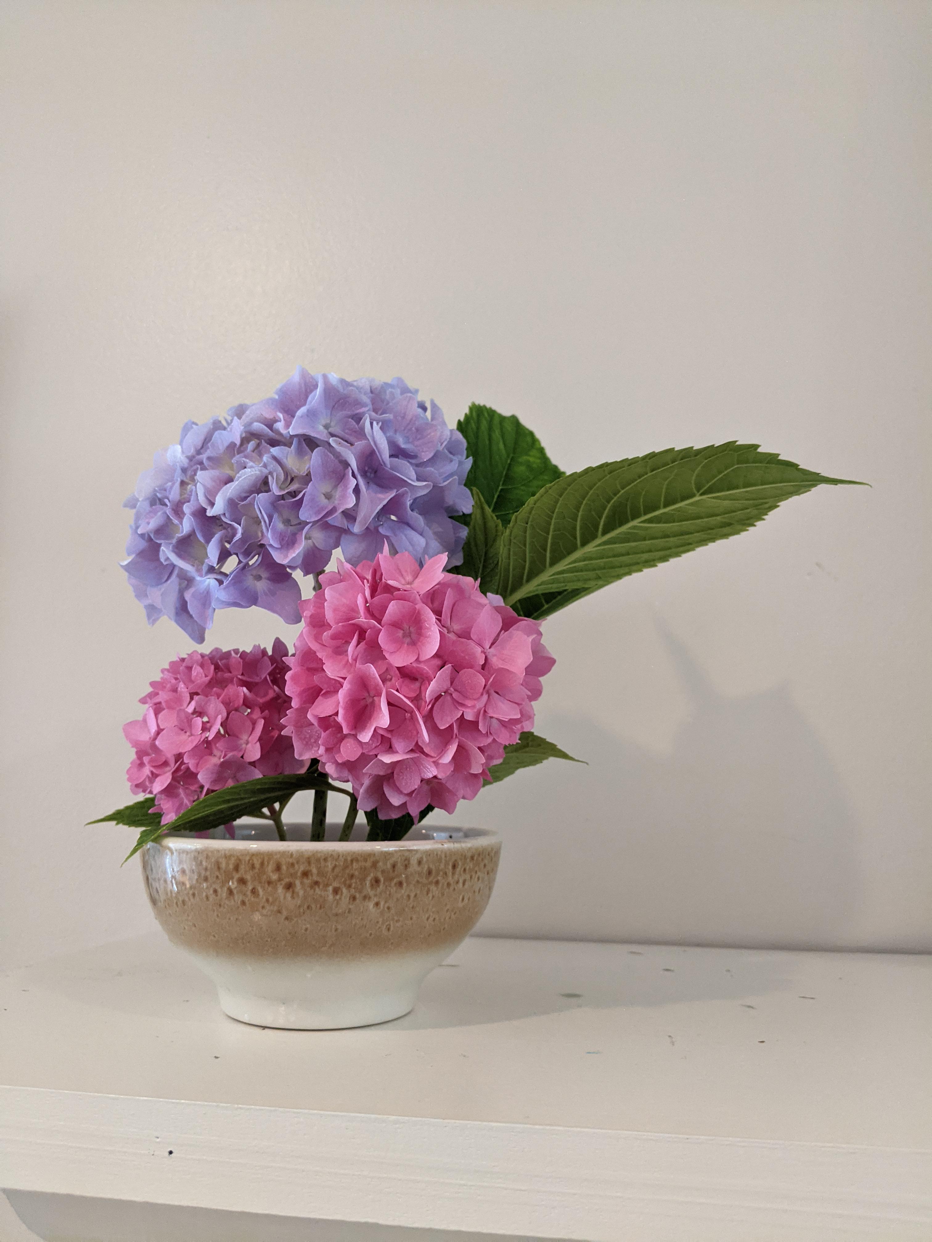Hydrangea | Scrolller