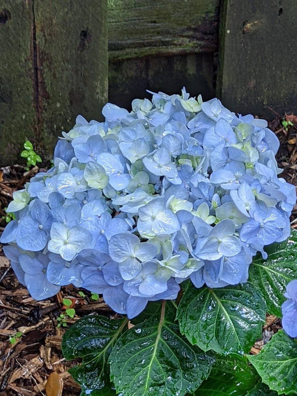Hydrangea I am growing in the back yard | Scrolller