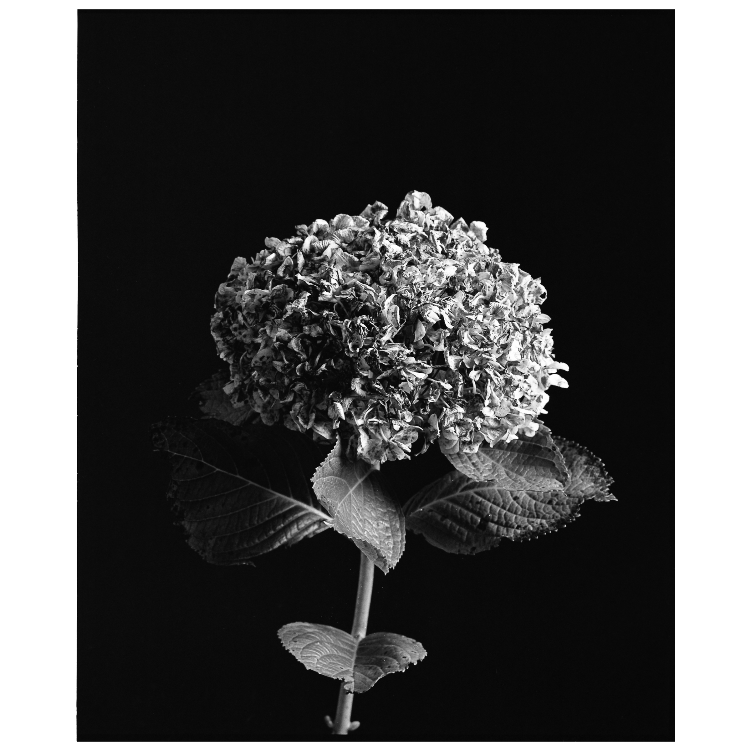 Hydrangea - Rb67 hp5 400 180mm | Scrolller