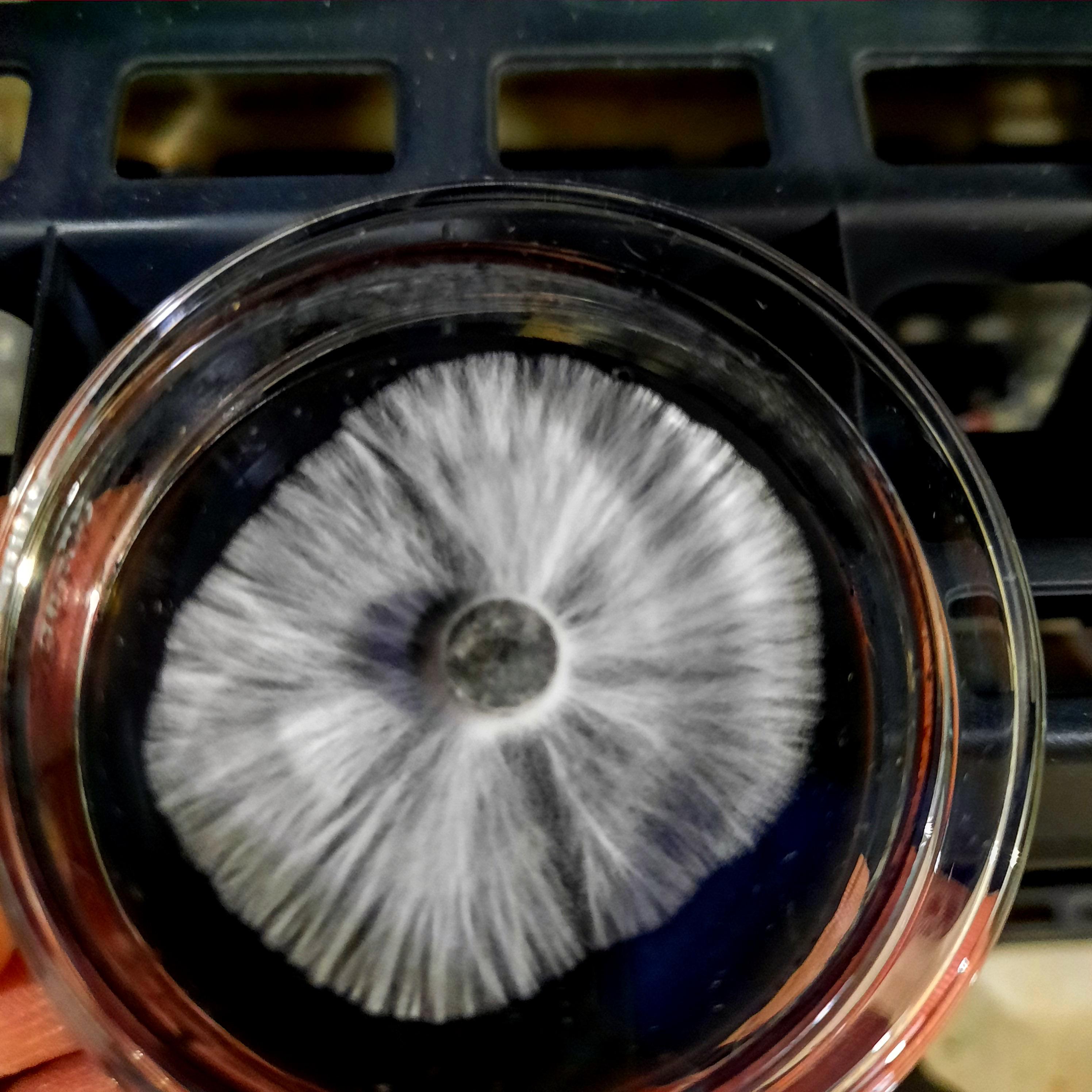 I absolutely love the beauty of mycelium! | Scrolller