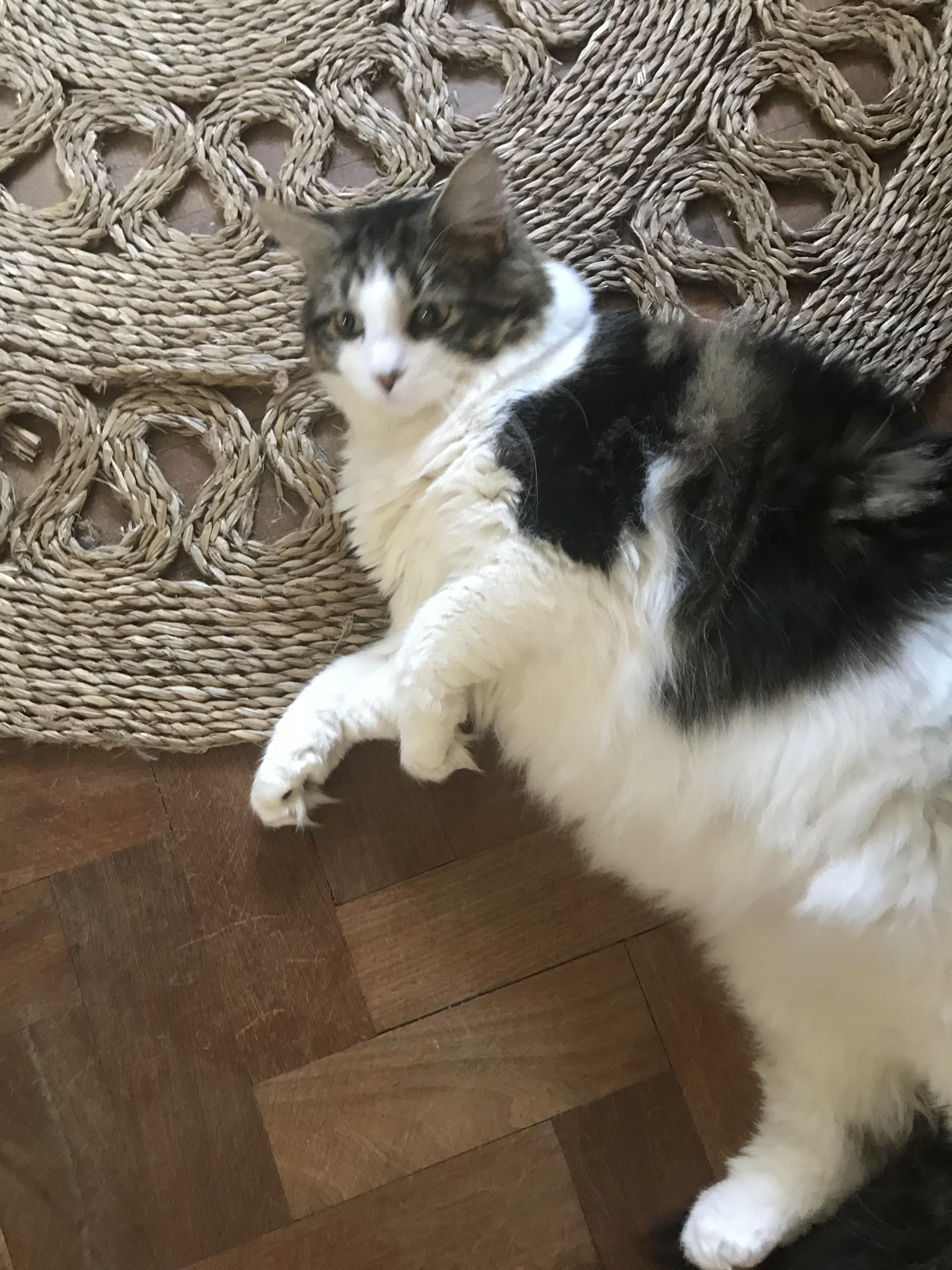 I am telling you it’s mostly hair | Scrolller