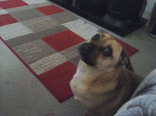 I called him a good girl now he's very confused | Scrolller