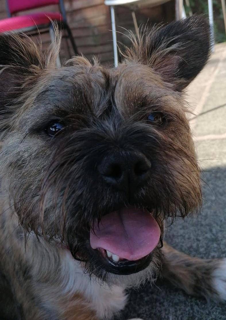 I can only post pictures, so here’s a picture of my dog. Does anyone know how to get cod? I can ...