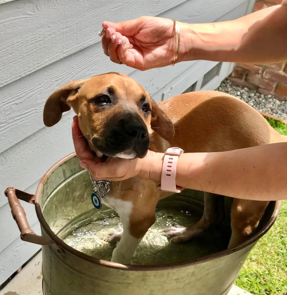 I can’t get over his sweet lil face!!! Atticus is such a handsome boy. | Scrolller