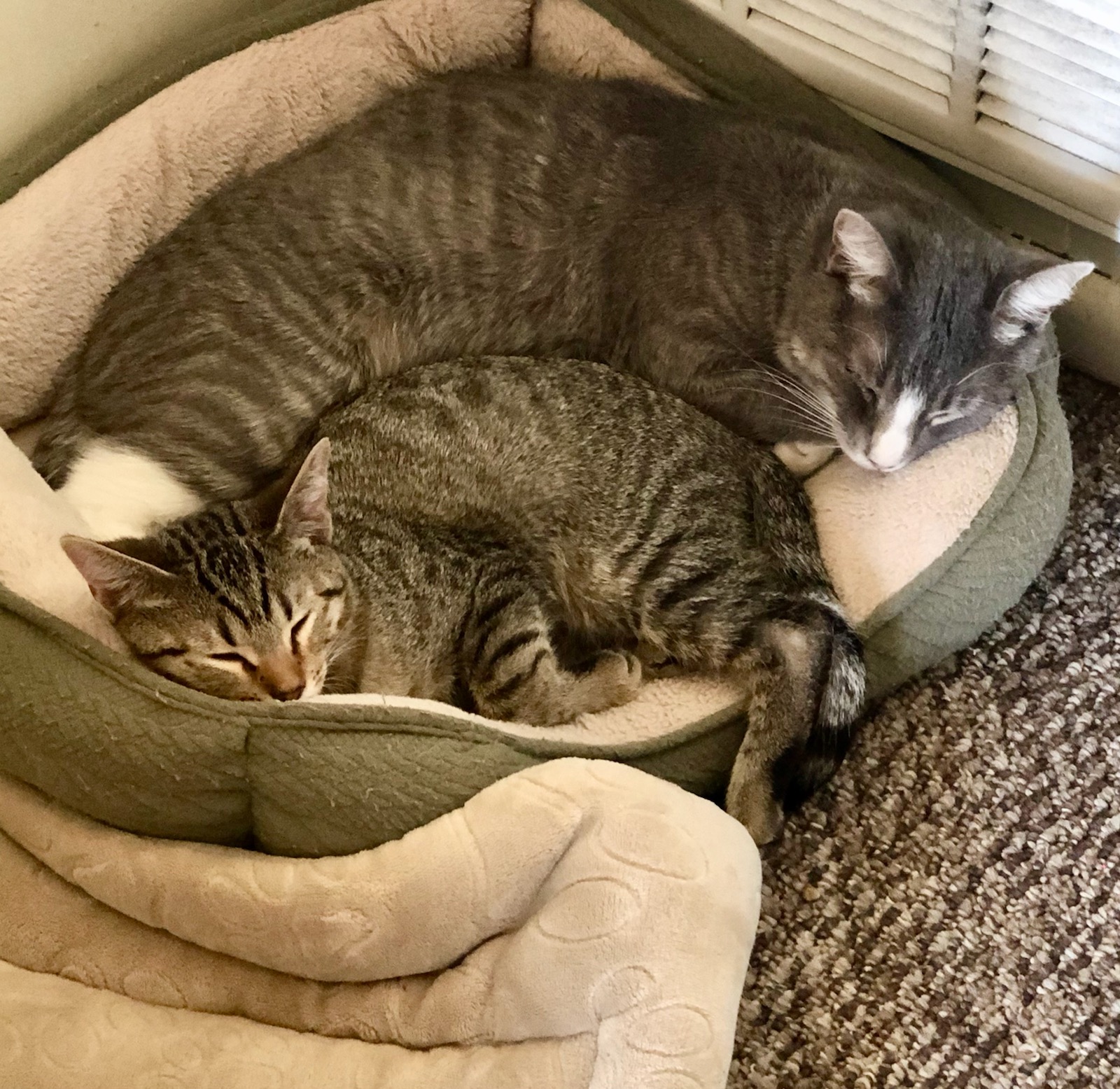 I caught two theives napping while the dogs were out. | Scrolller