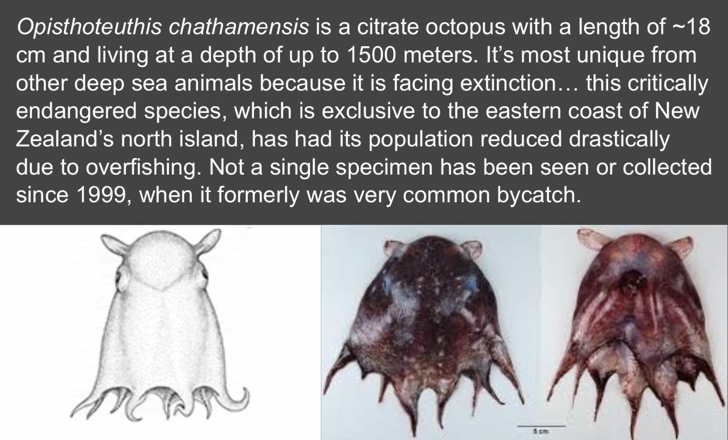 I find it really saddening that there are do many animals out there that need protection, but ...