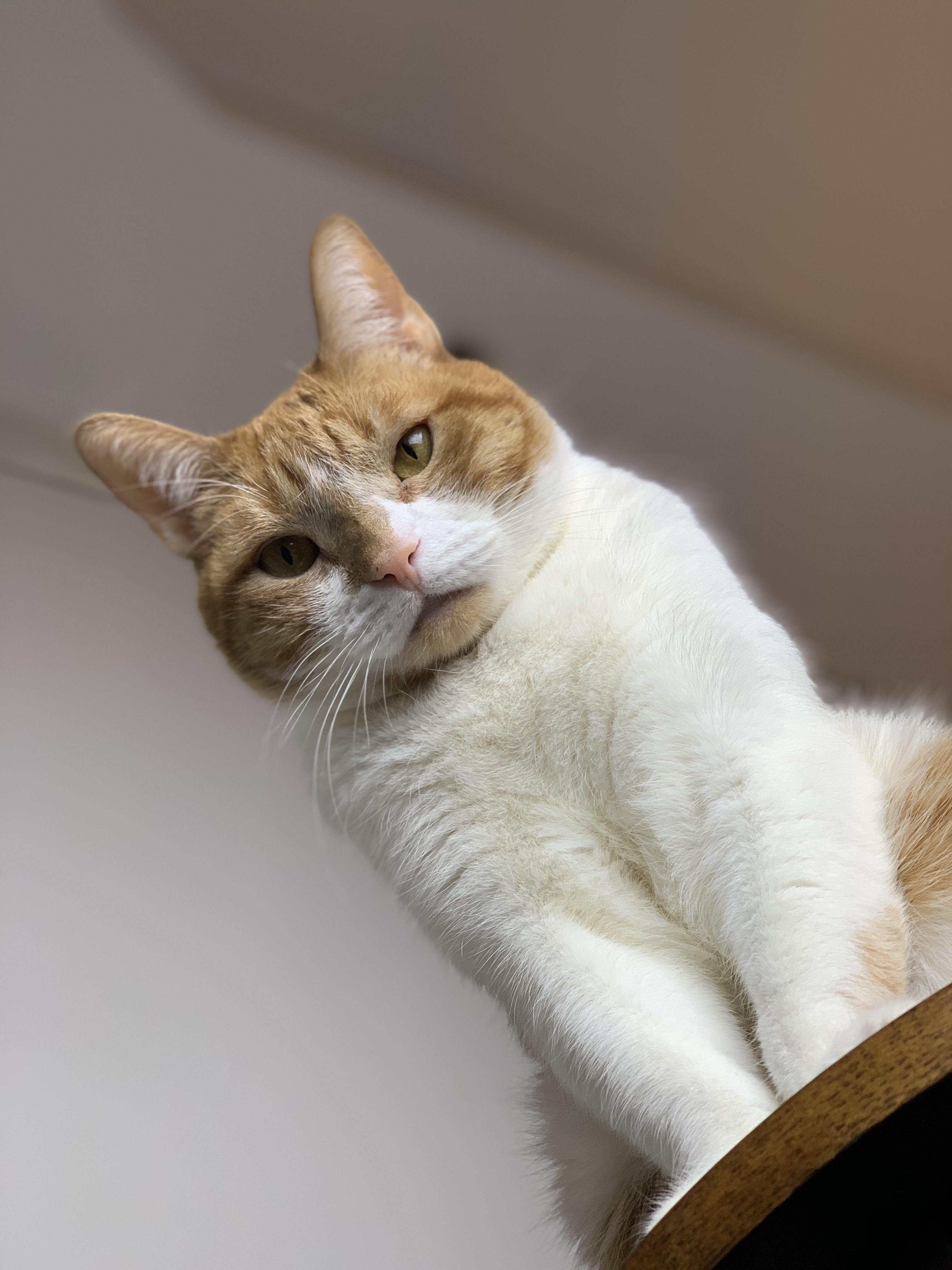 I, for one, welcome our new alien overlord | Scrolller