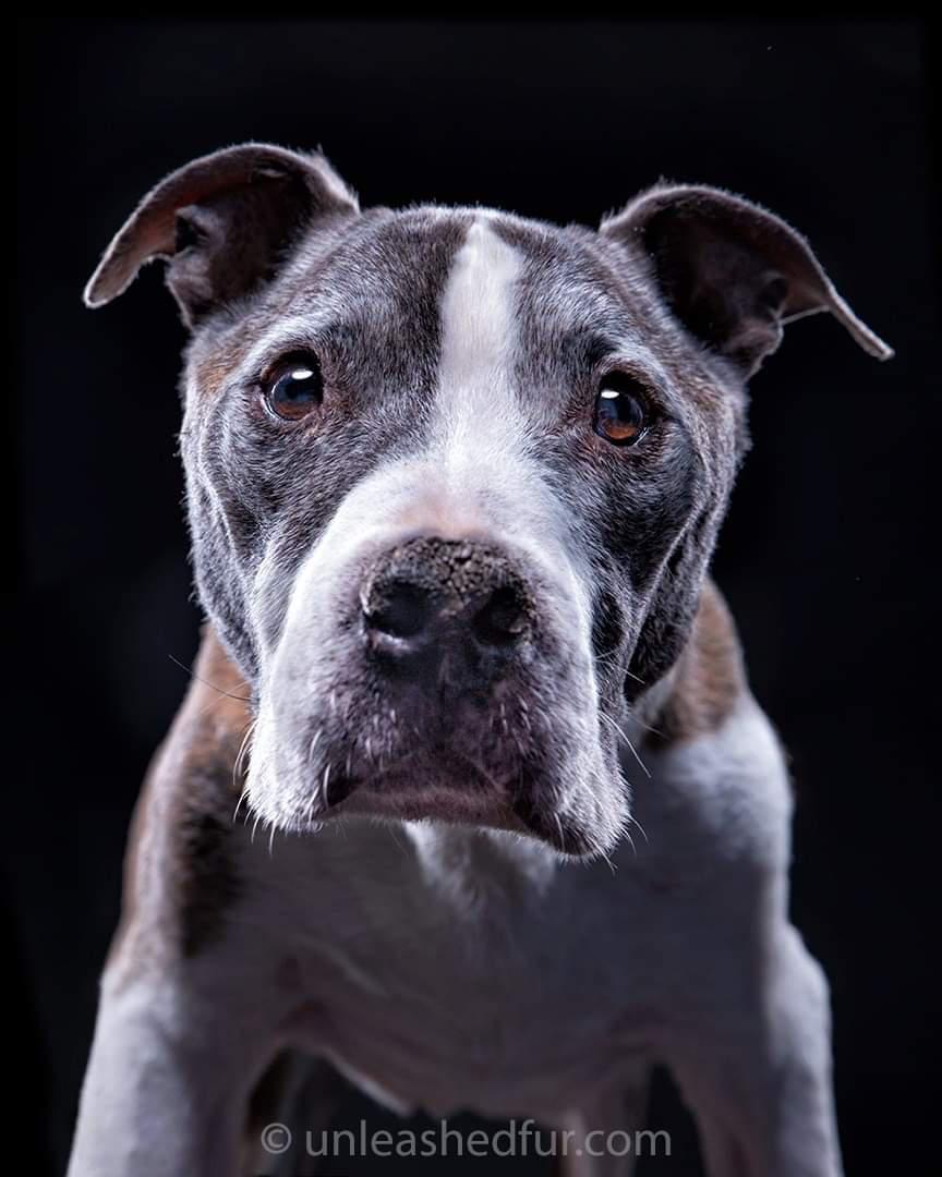 I got some professional pictures of my senior pup (13.5) taken and got the first one back. I ...