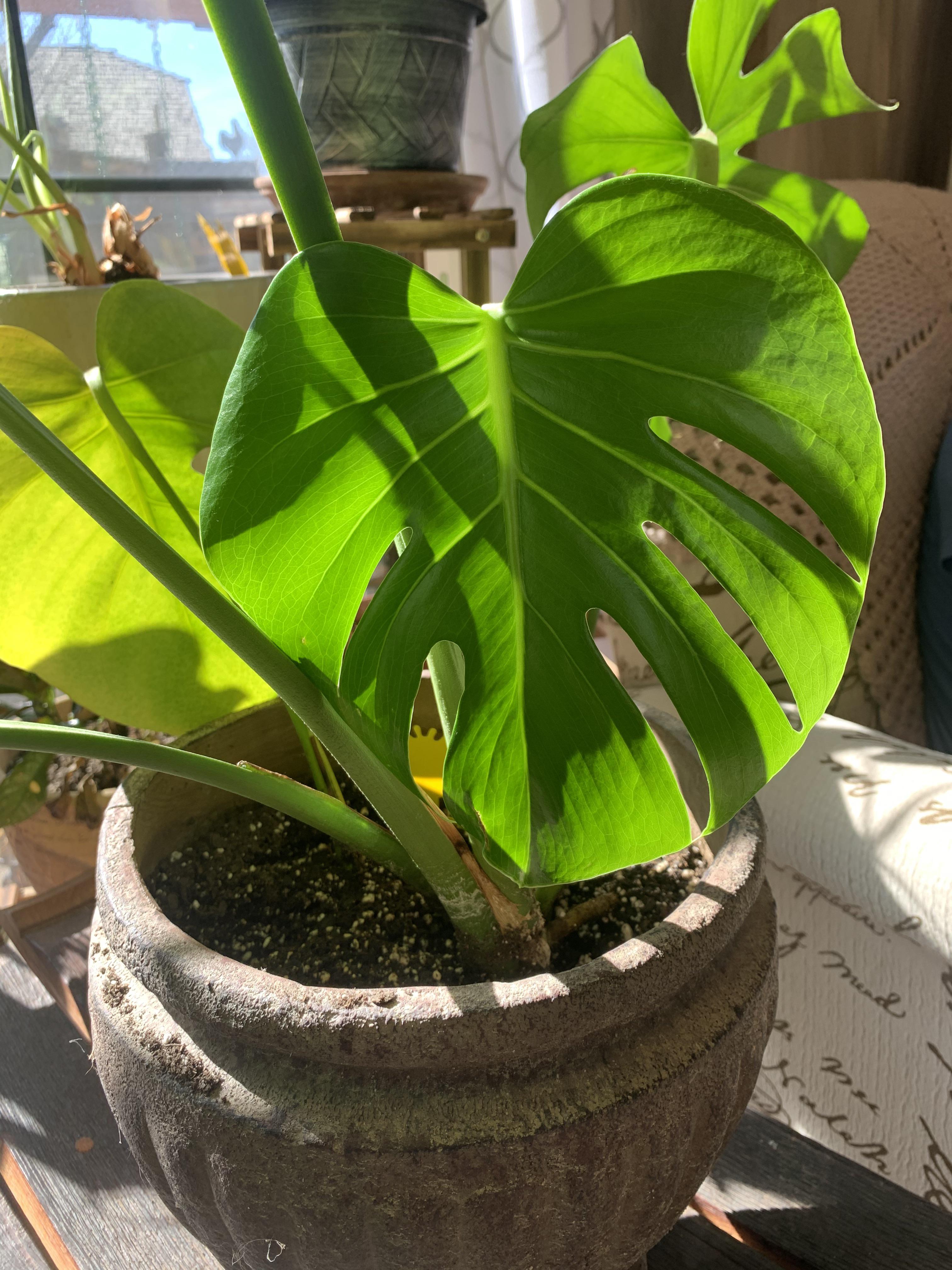 I got these cuttings a month ago and this new leaf just is so perfect! | Scrolller