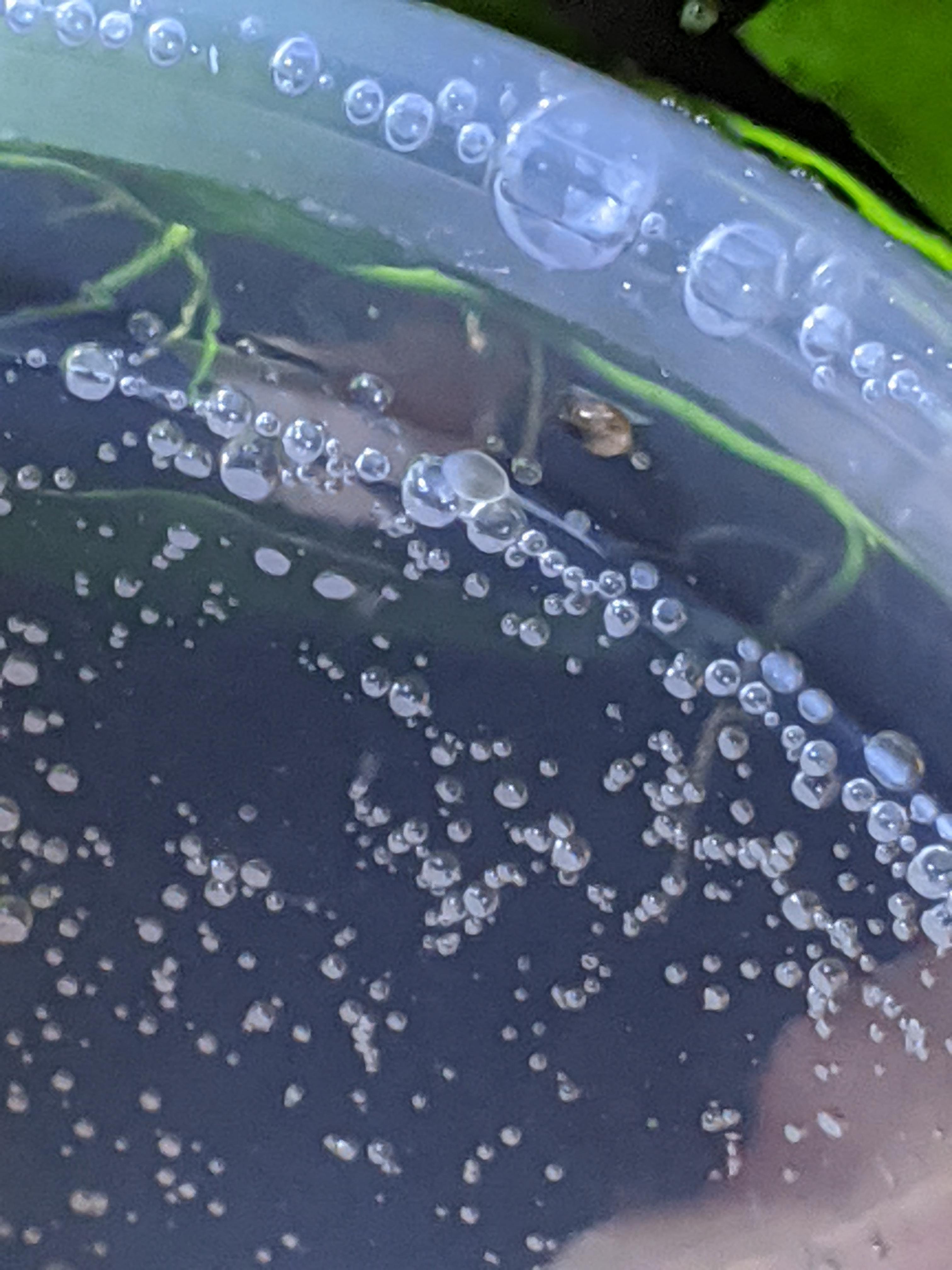 I have albino corydora hatchlings! So tiny how fast do they grow? | Scrolller