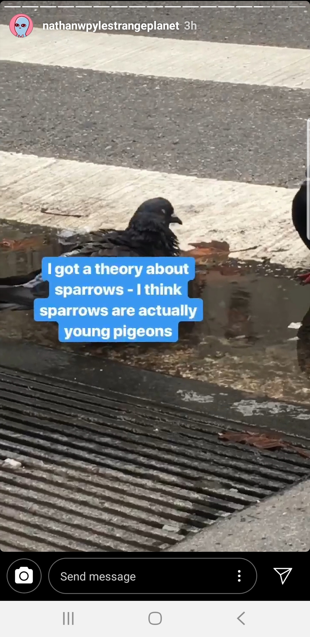 I highly recommend following Nathan on Instagram to also see the NYC pigeons every Saturday ...