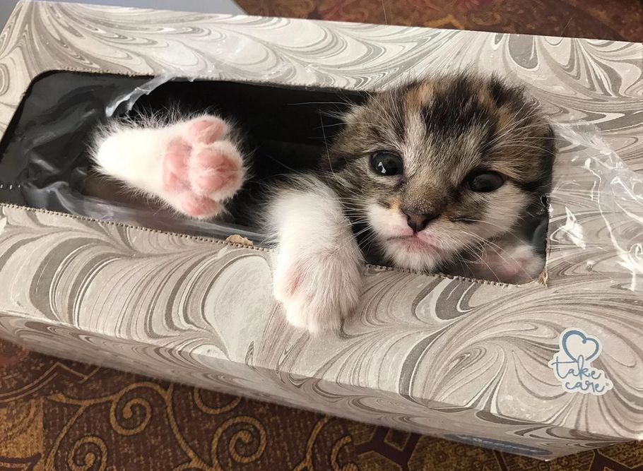 I iz tissue | Scrolller