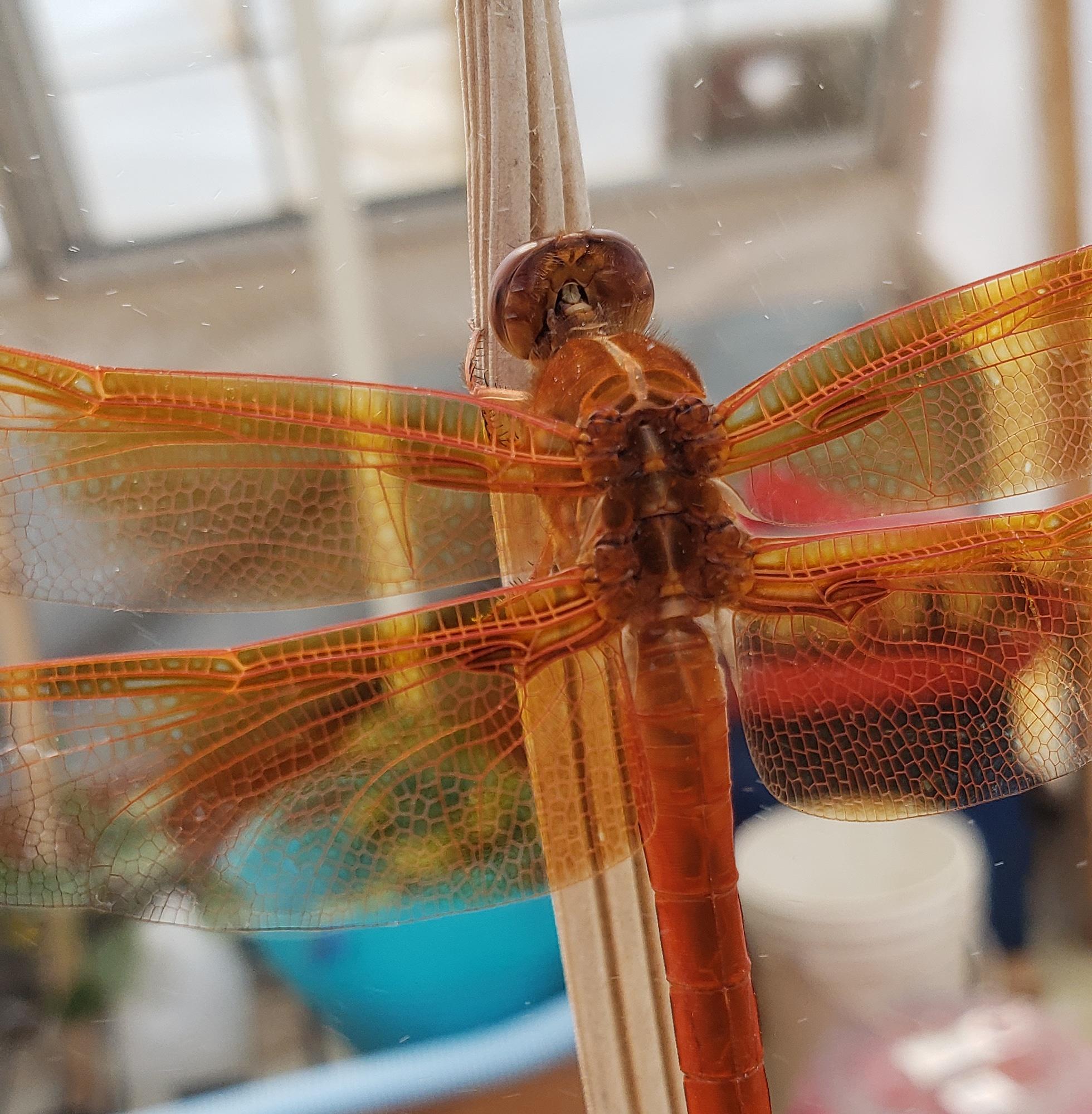 Discover more like Dragonflies: I joined just share. and Related Content | Scrolller