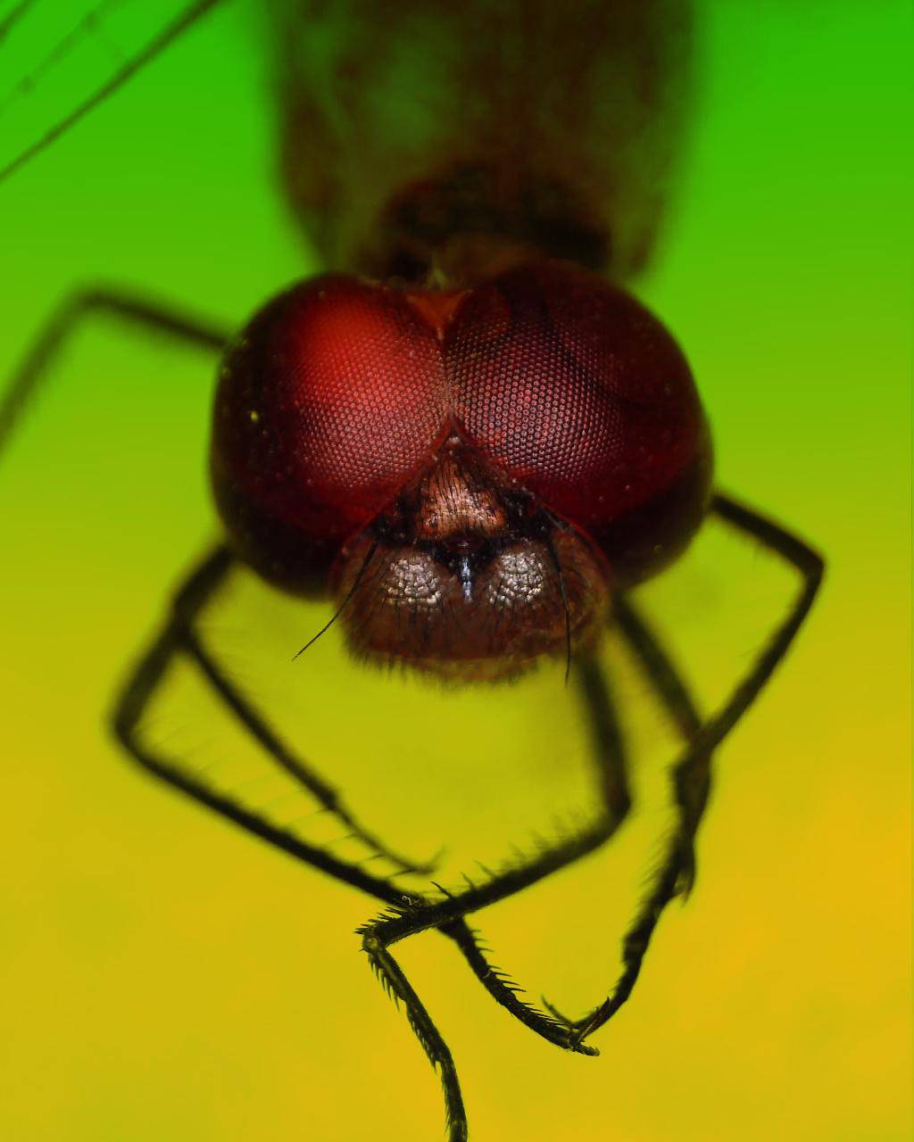 I like taking pictures of Insects | Scrolller