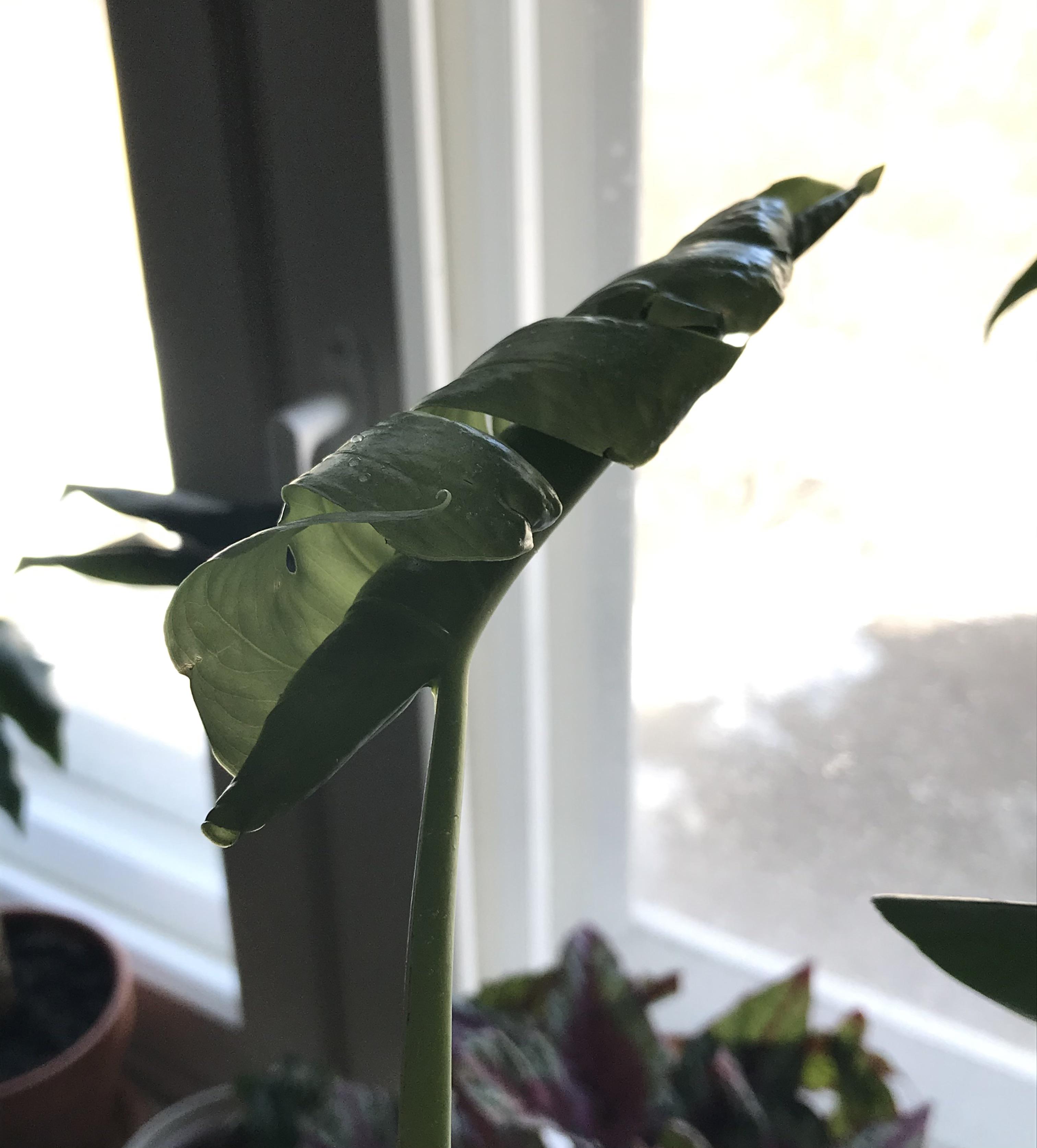 i love watching new leaves unwrapping on my monstera | Scrolller