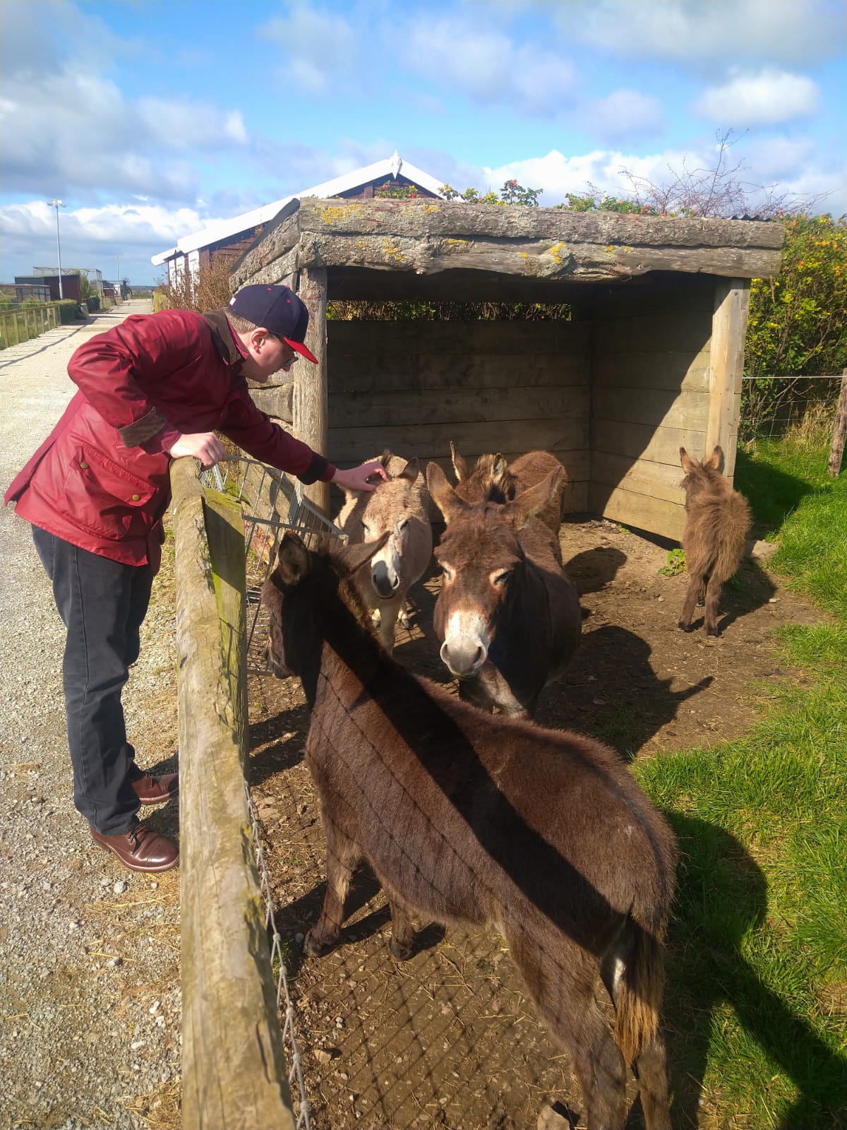 I made some donkey friends | Scrolller