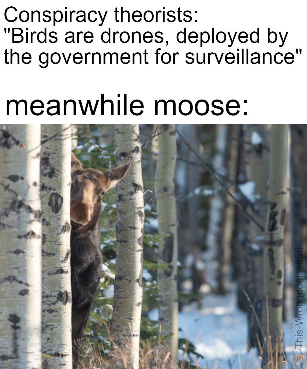 You did'nt see anything | Scrolller