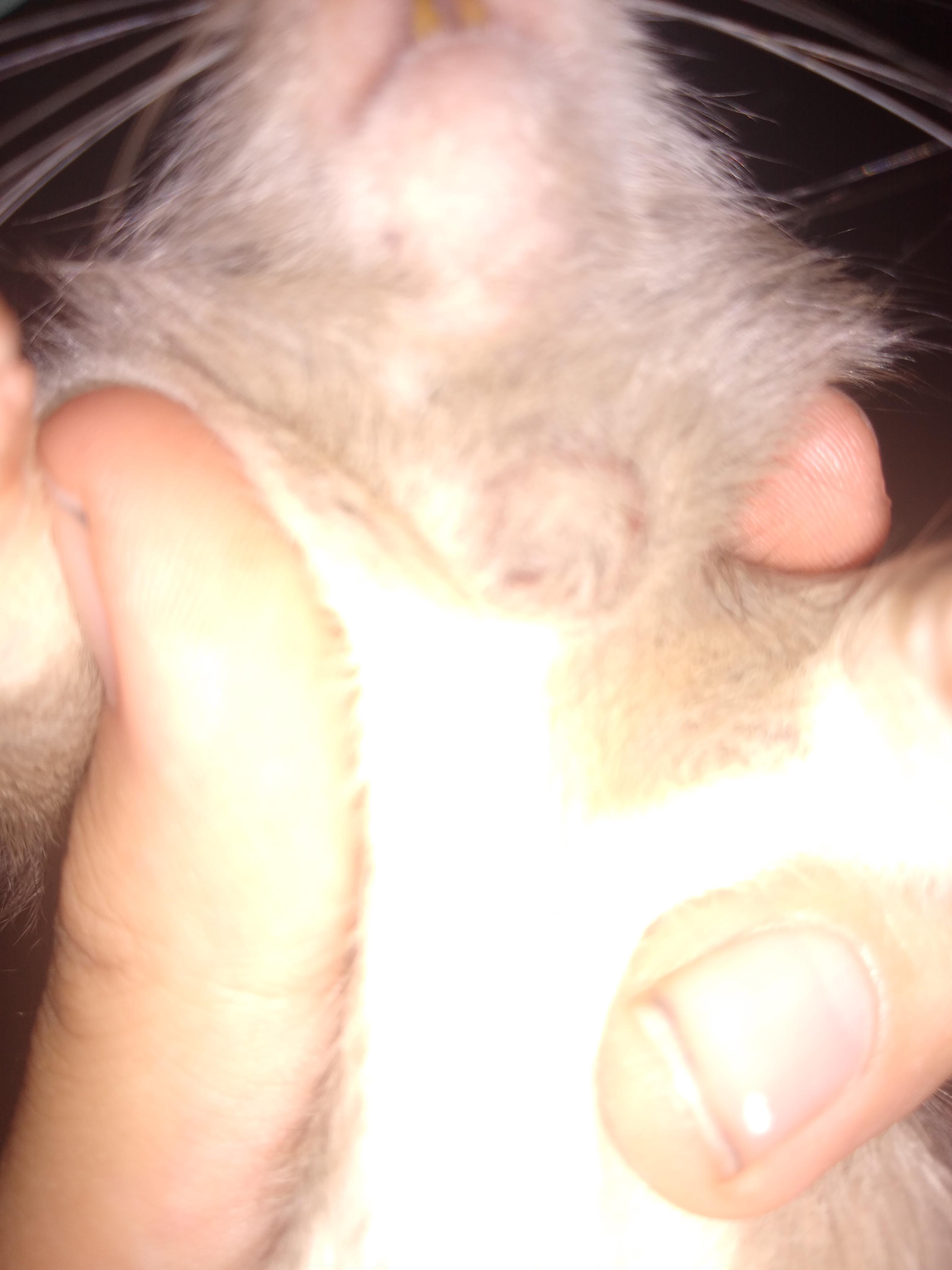 I need help Identifying this lump on my rats throat, it looks like there's a little bit of puss ...