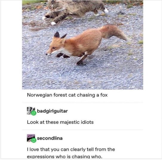 I need the cat to give me hair care tips | Scrolller