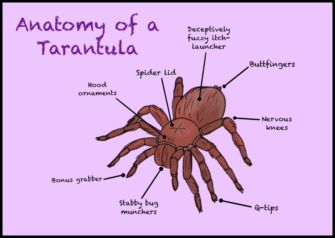I present to you this very scientific chart of The Anatomy of a Tarantula. Pls excuse the ...
