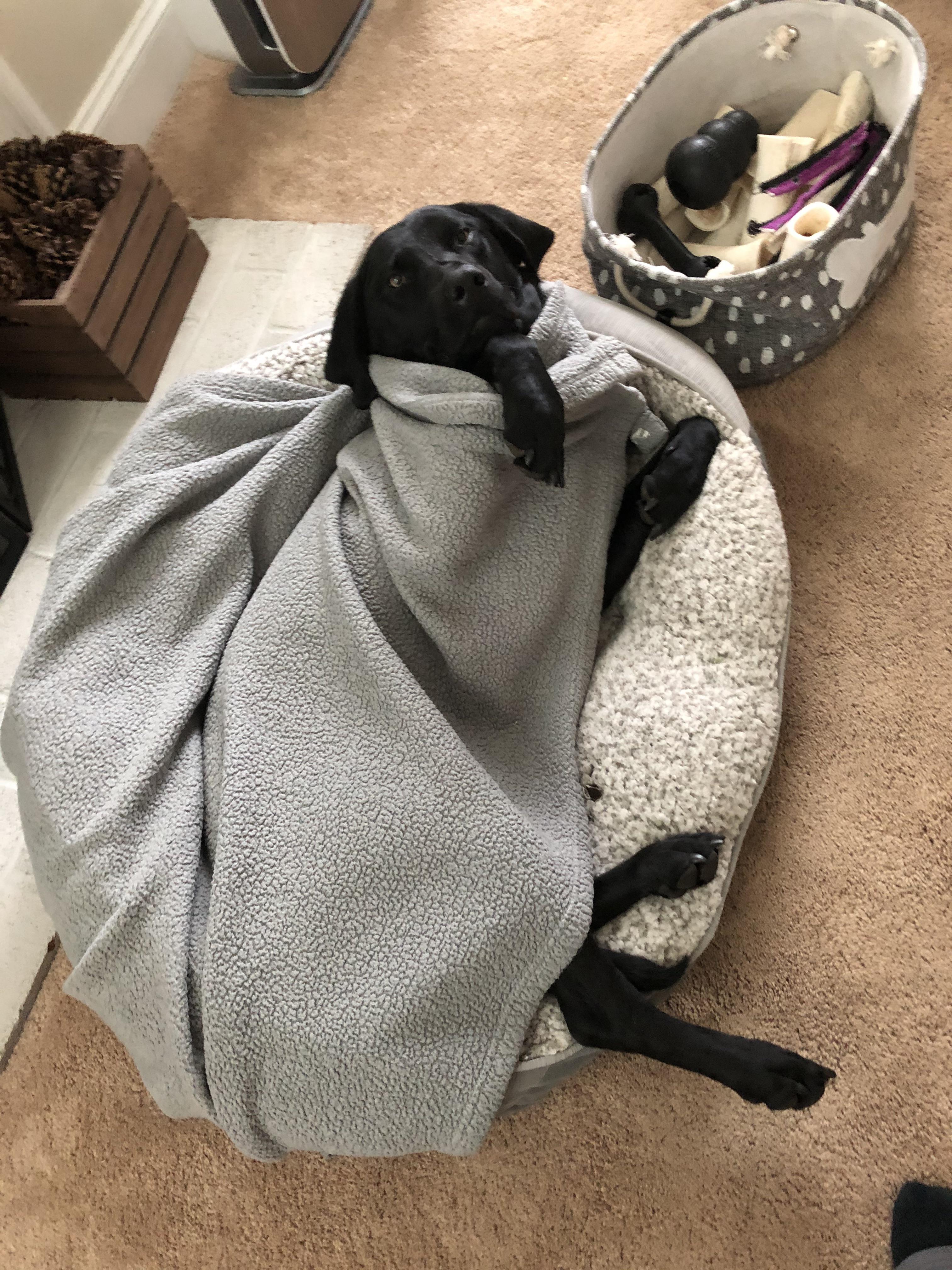 I spy a sleepy doggo | Scrolller