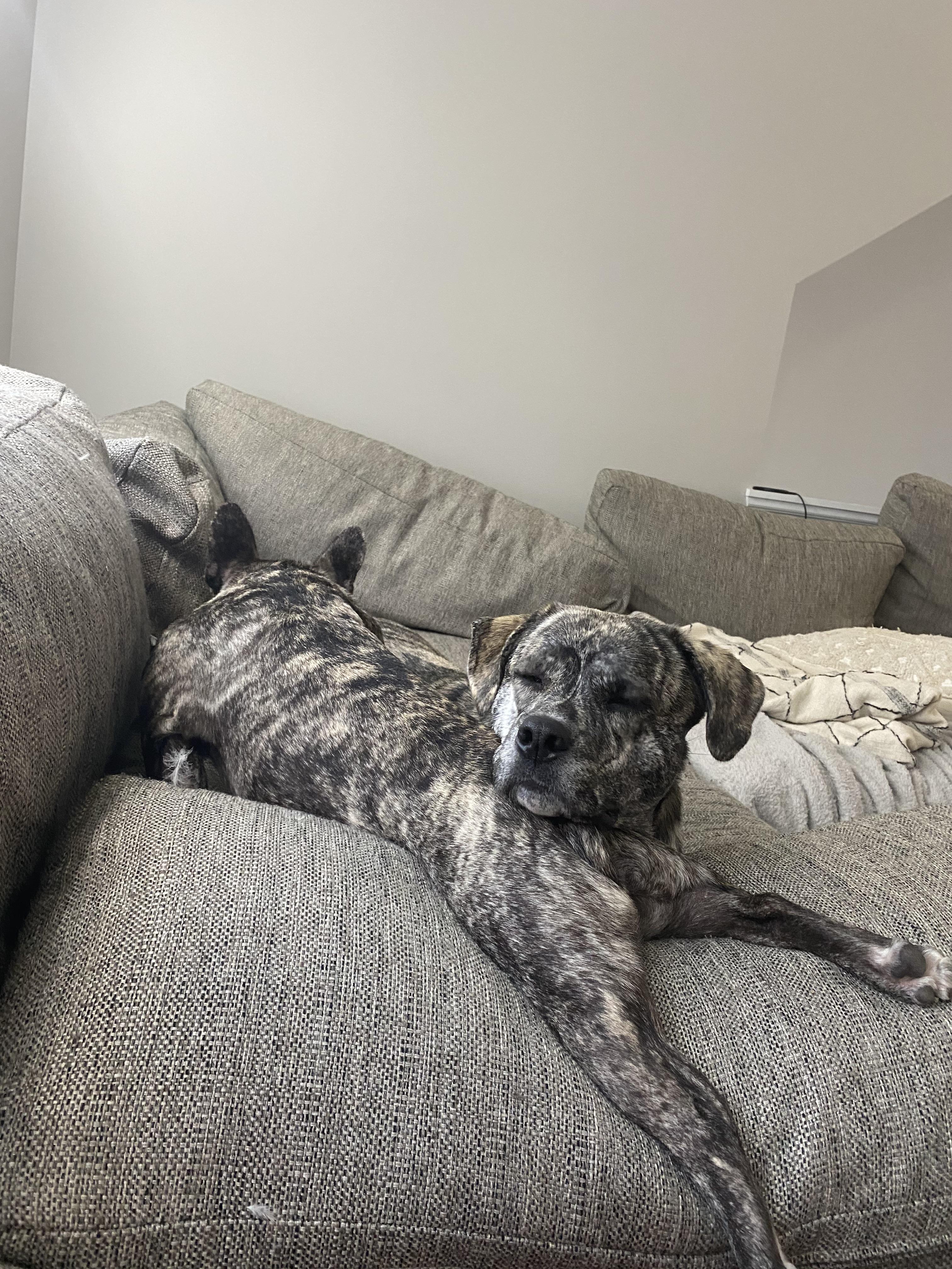 I spy two dogs | Scrolller