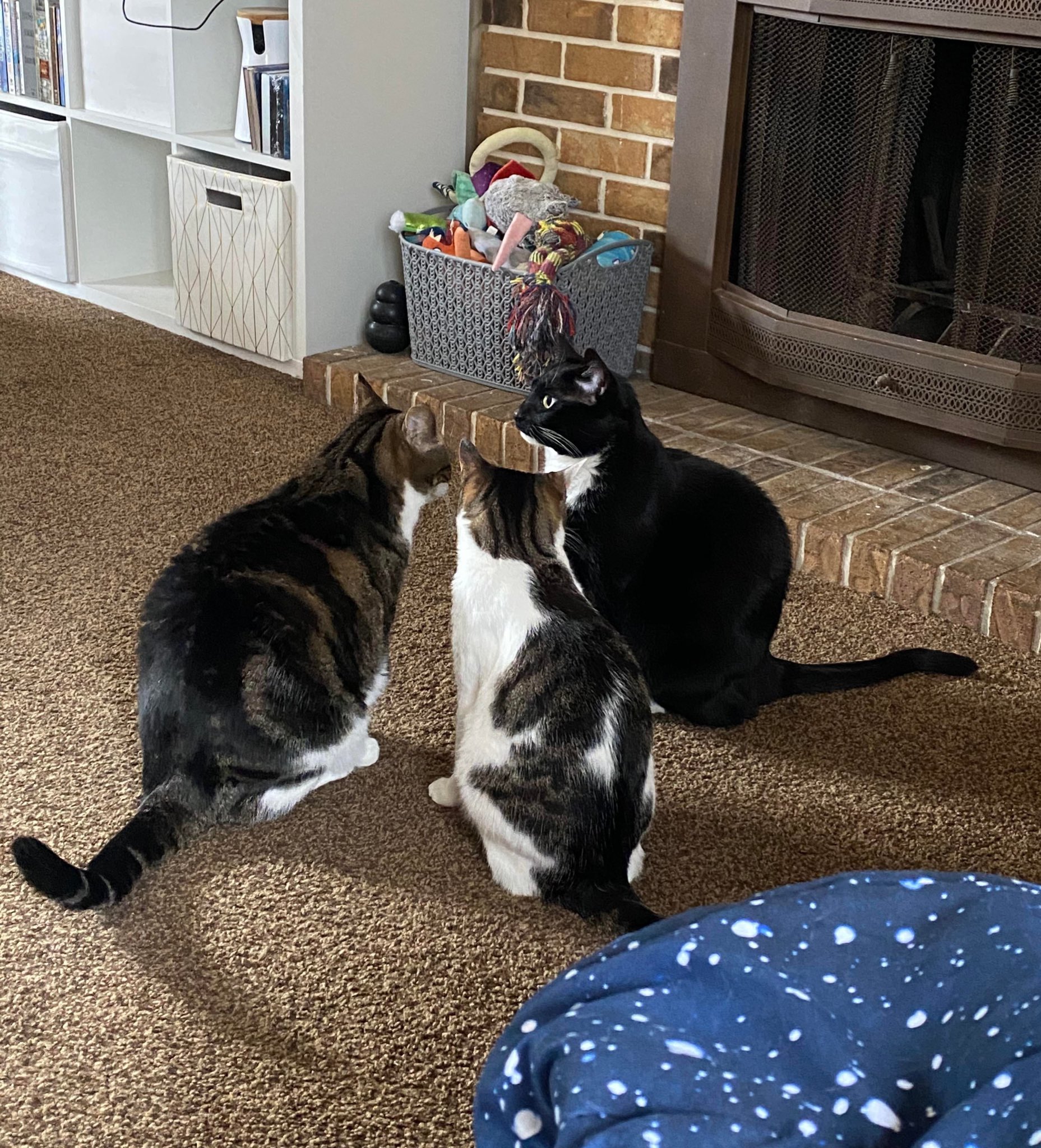 I think they are organizing a plot against me ... | Scrolller