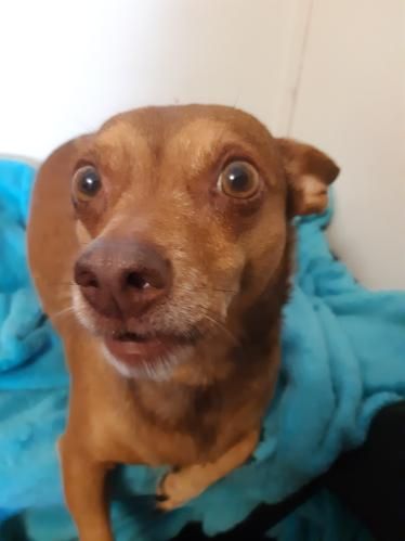 I took a picture of my dog in mid bark lmaoo | Scrolller