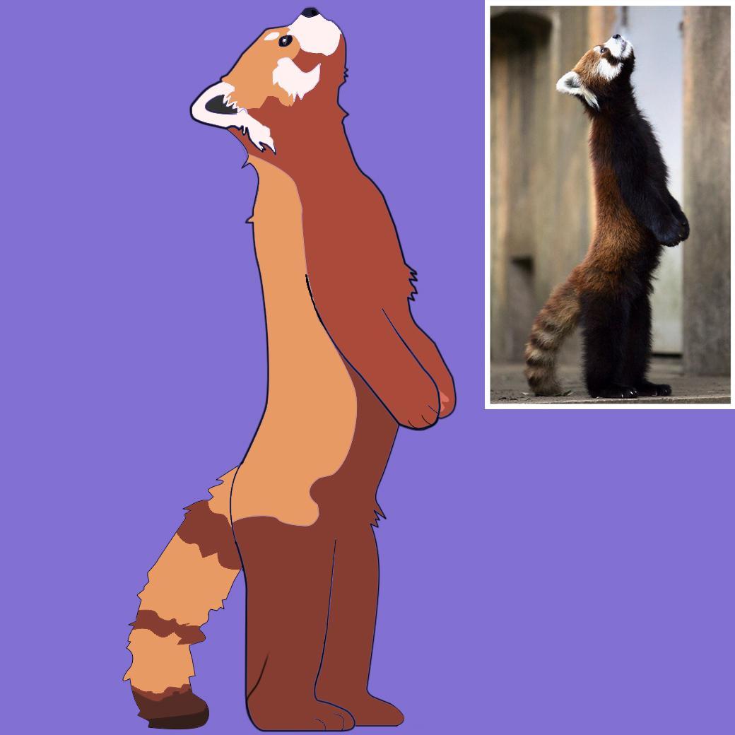 I try to reDraw Red Panda | Scrolller