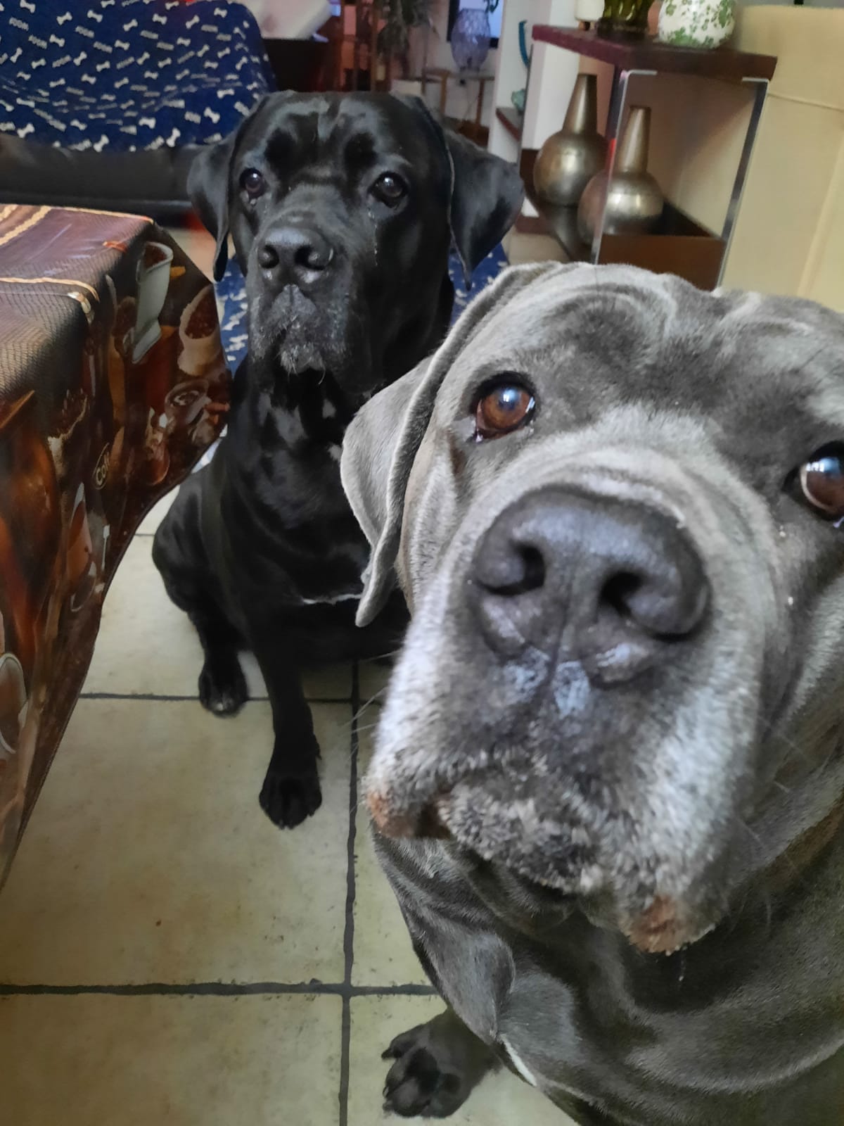 I wanted to follow the rules so here are my dogs | Scrolller