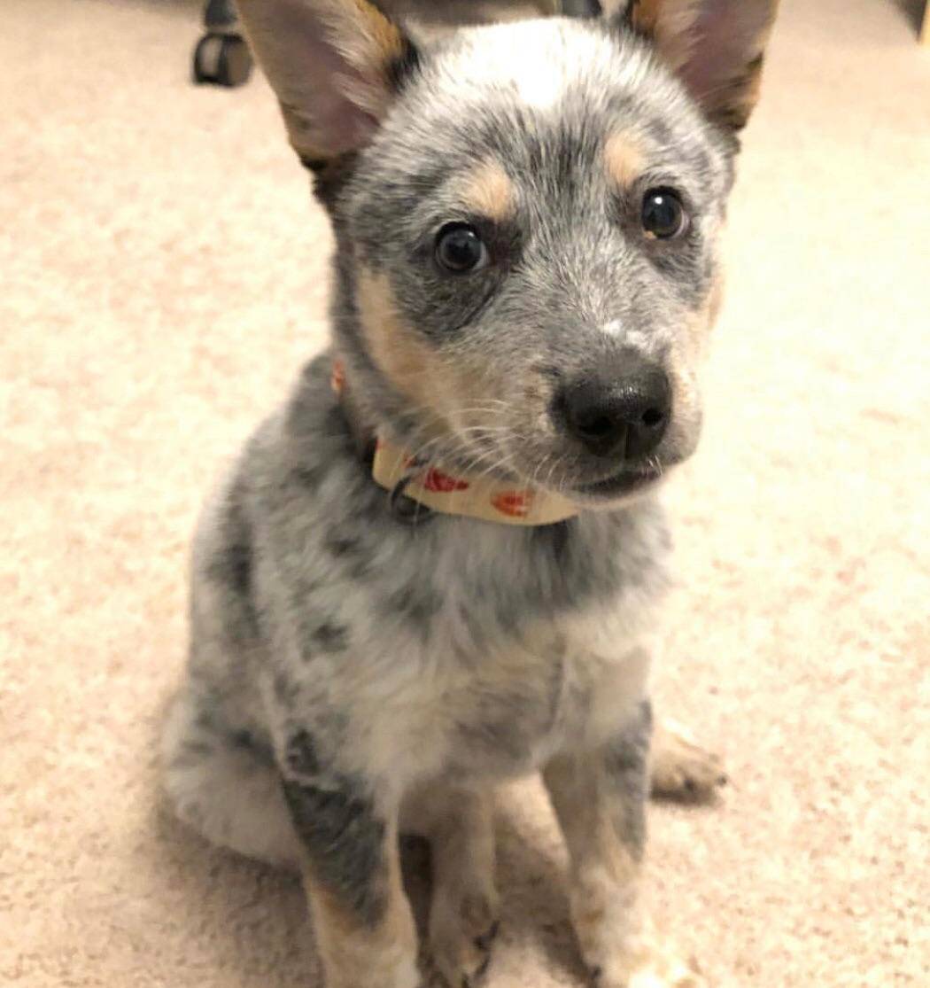 I was told to share my little guy here! Welcome Rorschach:) | Scrolller