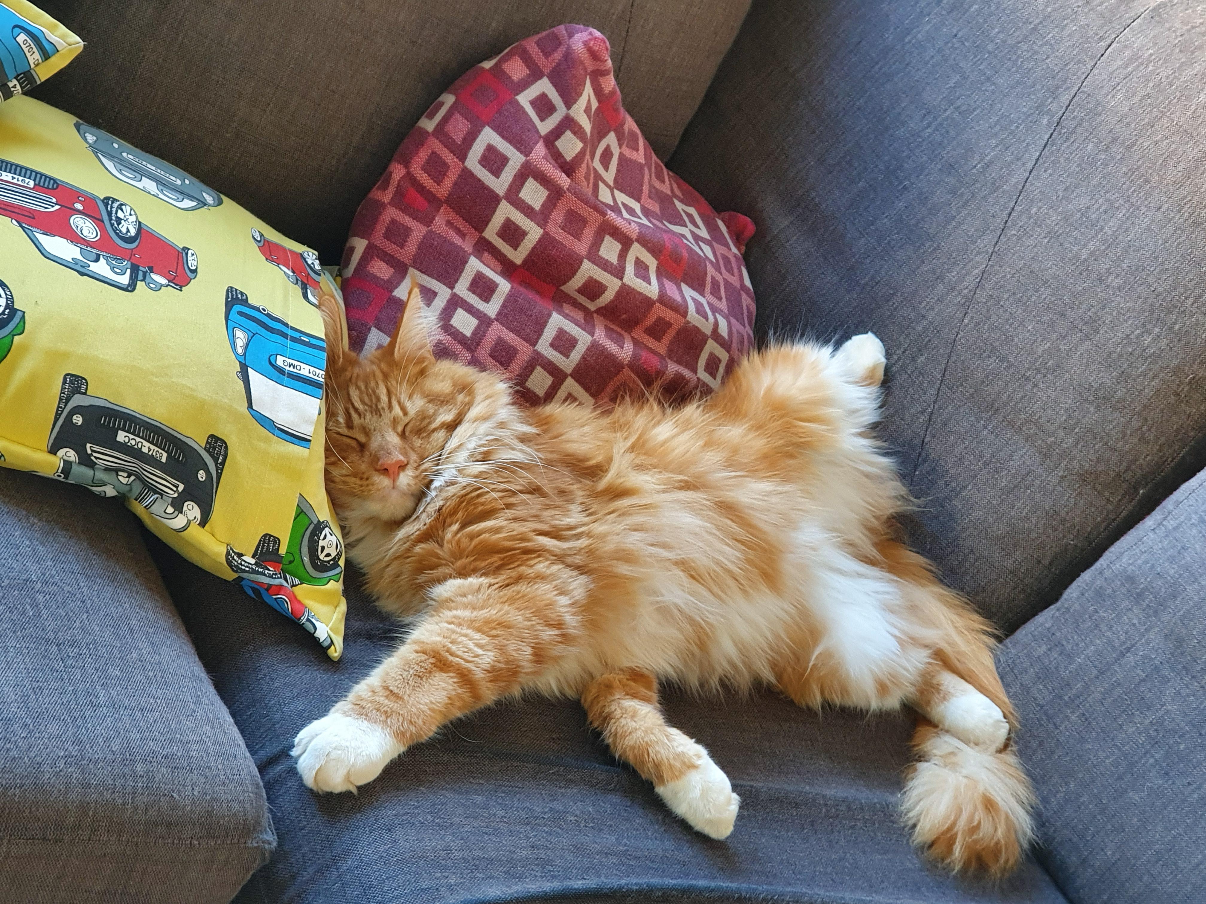 I wish I could sleep as happily as fat boi | Scrolller