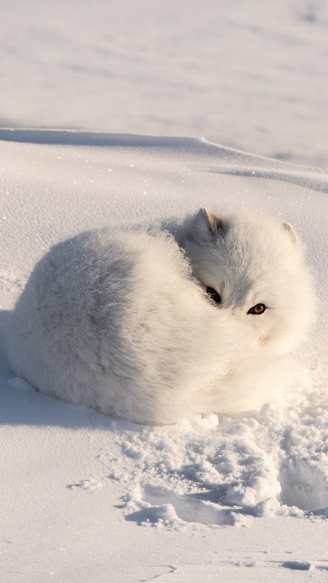 Icy loaf | Scrolller